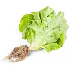 Alface Lisa Hidroponica